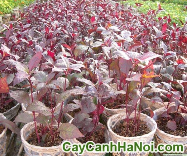 Cây Mắt Nai & Cây Mắt Nhung
