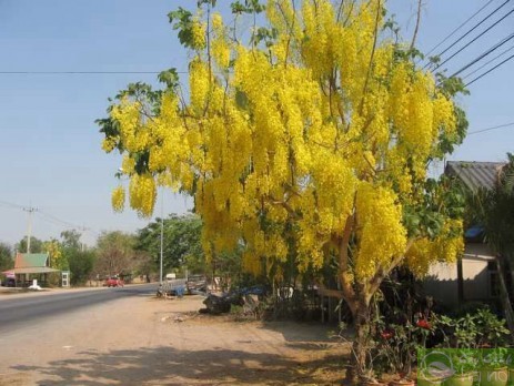 Cây Bò Cạp Vàng