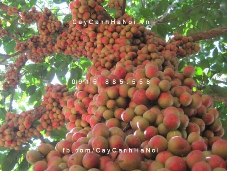 Cây Dâu Da Đất