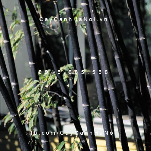 Cây Trúc đen