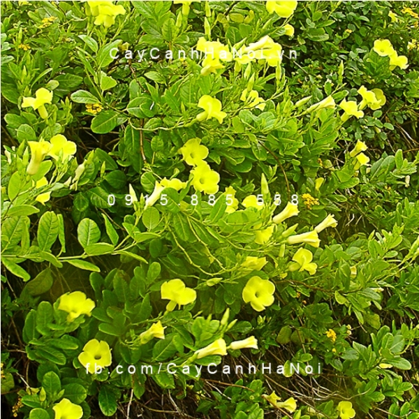 Hoa Leo Hoàng Thảo - Cây Cảnh Hà Nội - Thảm Cỏ Hoa Lá