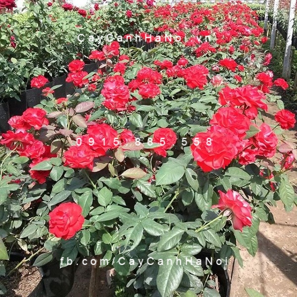 Cây Hoa Hồng Lửa