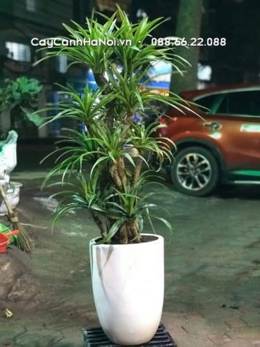 Cây Đại Lộc