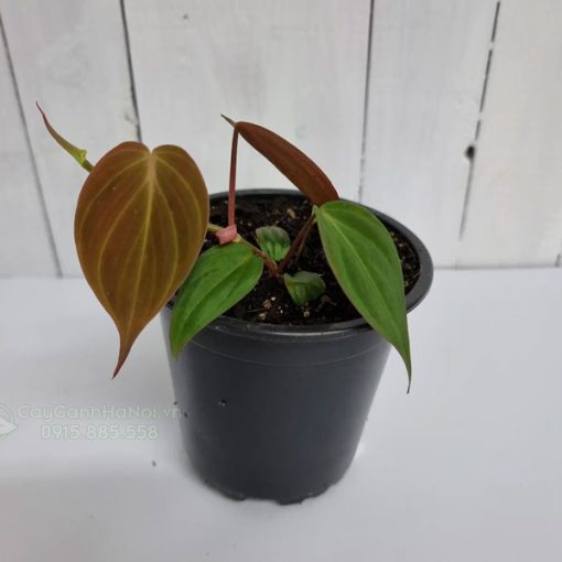 Cây Trầu Bà Micans - Philodendron Micans