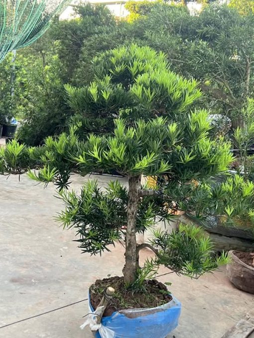 Cây Tùng Đen